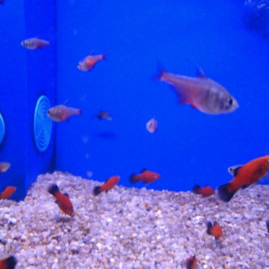 Dobbies Garden Centre Fish Tanks | Fasci Garden