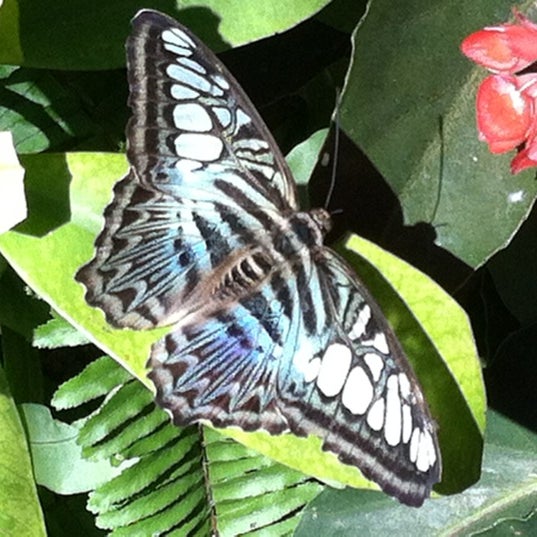 Butterfly Rainforest - 11 tips