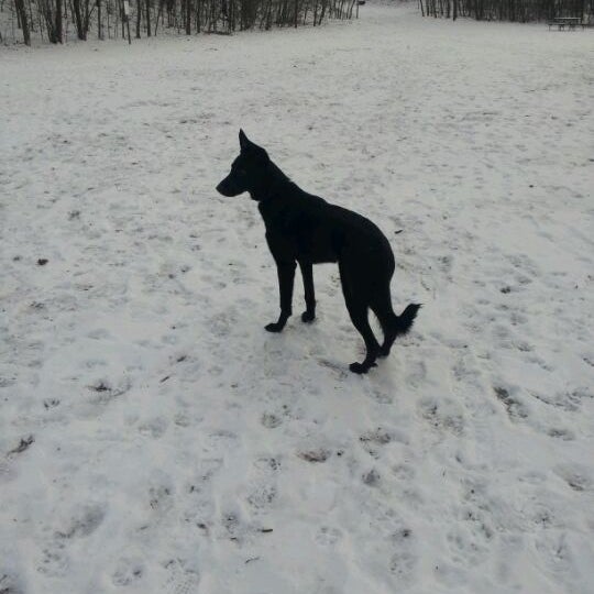Photos at Arlington Arkwright Dog Park - Payne - Phalen - 5 tips