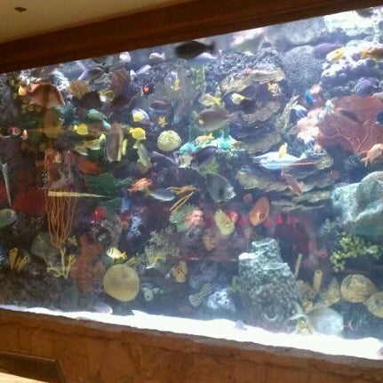 Photos at The Mirage Aquarium - Aquarium