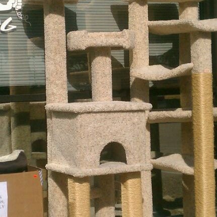 The Cat Connection - 6 tips