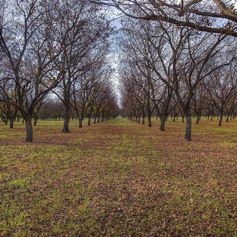 Harkey Pecan Grove - San Saba, TX