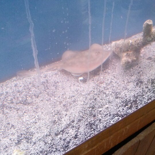 Photos at Todd's Tropical Fish - Pet Supplies Store in Hampden