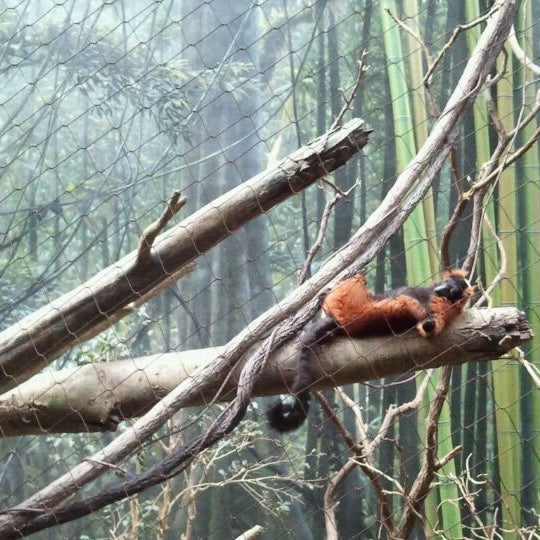Madagascar - Zoo in Bronx