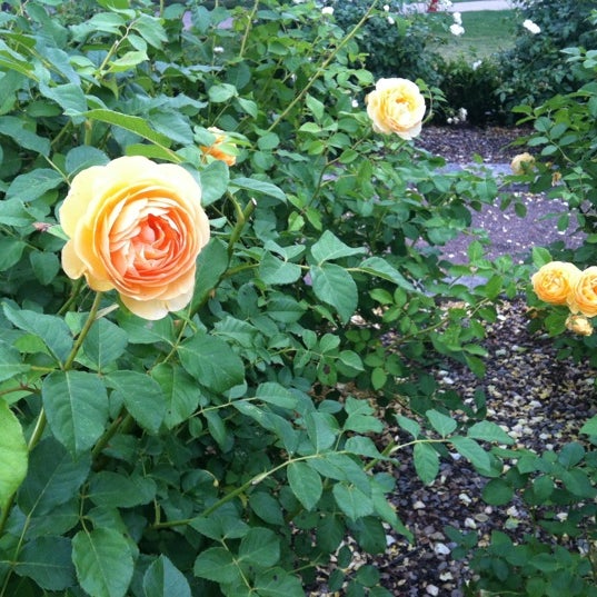 Rose Garden - Garden