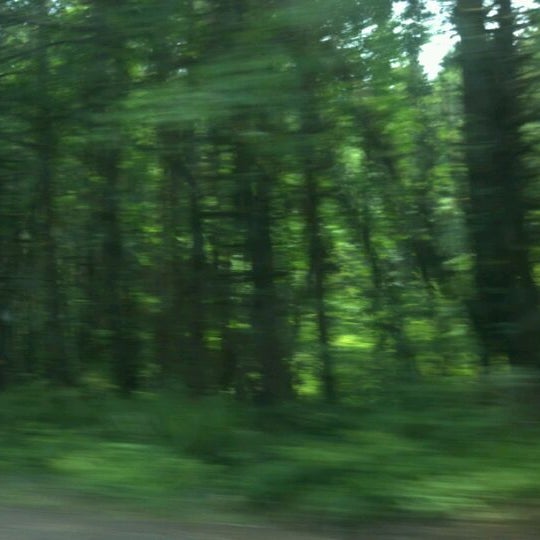 Clatsop State Forest