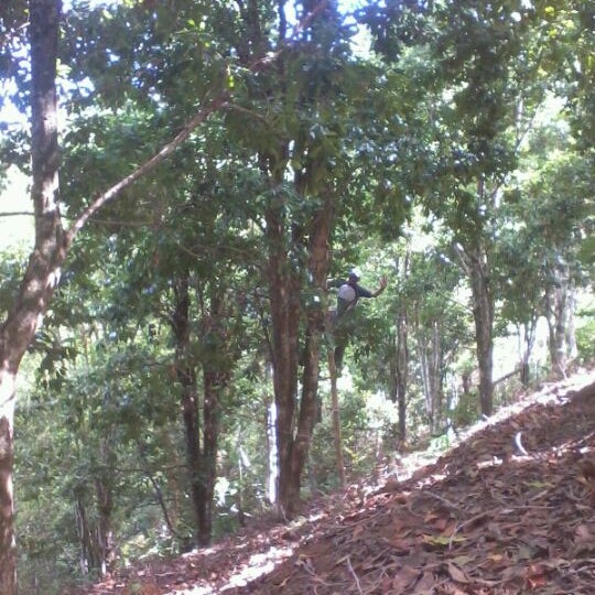 Kebun Cengkeh