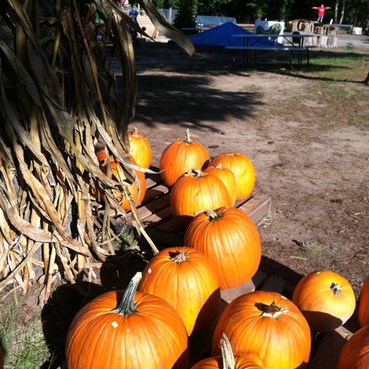 Indian Acres Tree Farm - Medford, NJ