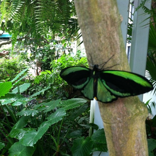 Key West Butterfly & Nature Conservatory - Key West, FL