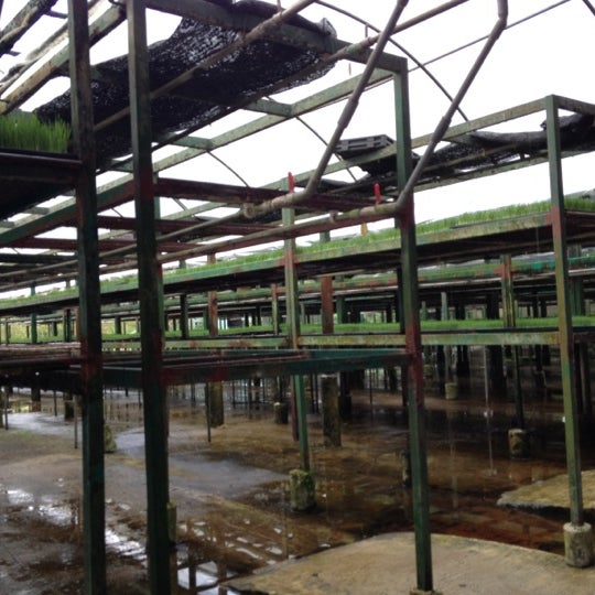 Photos at Kin Yan Agrotech Pre Ltd - Farm in Singapore