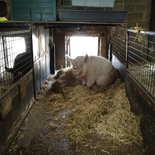 Photos at Freightliners City Farm - Farm in Holloway