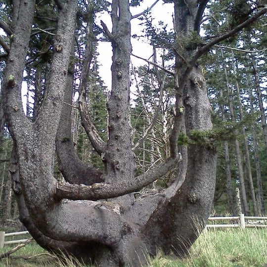 Photos at Octopus Tree - Cape Meares Lighthouse Dr