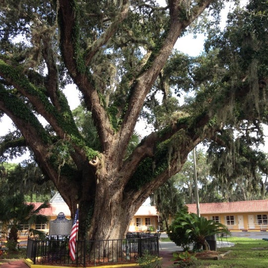 Photos at The Old Senator Tree - Tree
