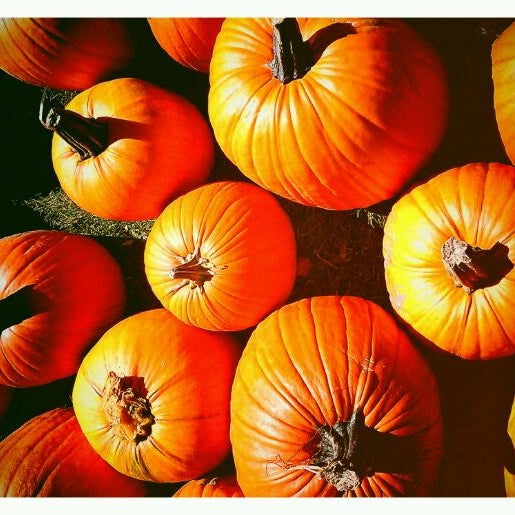 Photos at Goebbert's Farm & Garden Center - South Barrington, IL