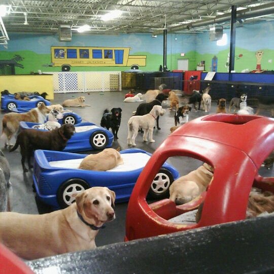 Canines Unleashed - Liverpool, NY