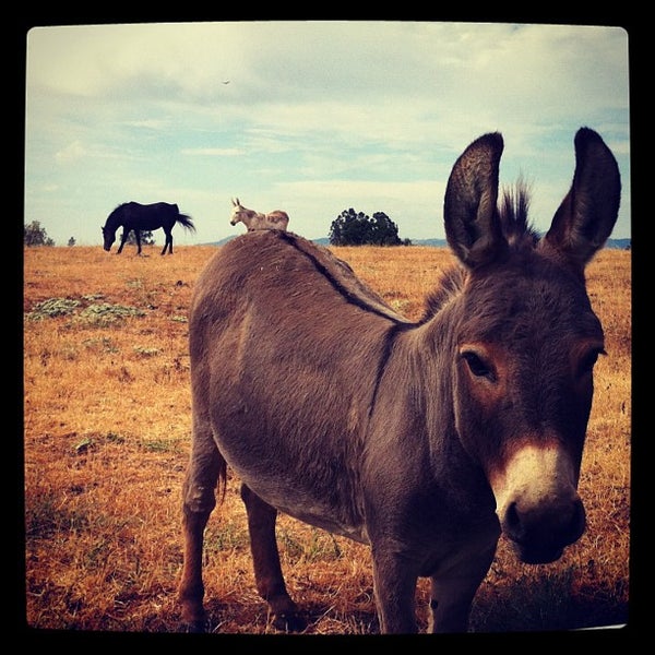 Foppoli Wines - Windsor, CA