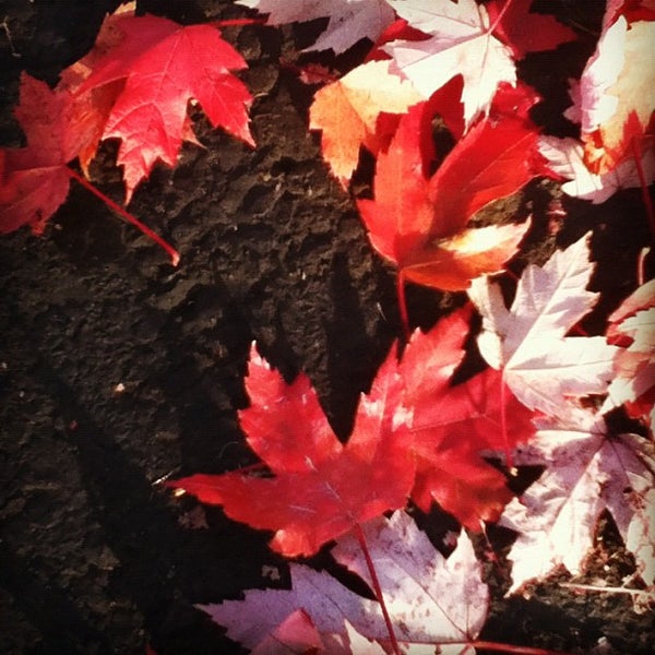 Diamond Showcase - Jewelry Store