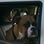 Dogs All Day - 4 tips