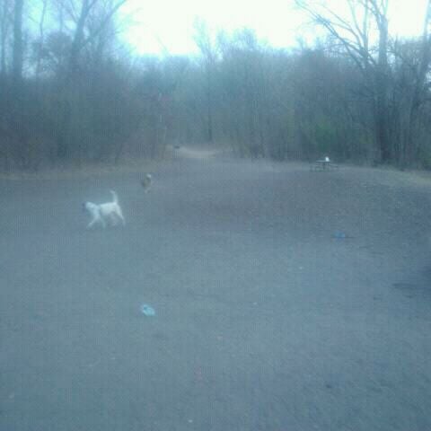 Photos at Arlington Arkwright Dog Park - Payne - Phalen - 5 tips
