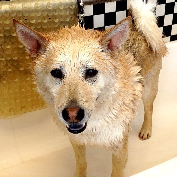 Struttin Pup - 2850 Arapahoe Rd