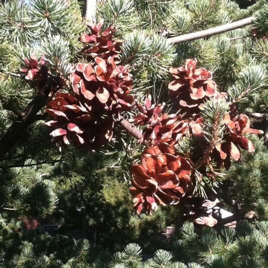 Photos at Arthur Ross Pinetum - Central Park - Central Park W