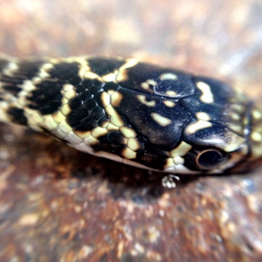 Brenta - Varese, Lombardia