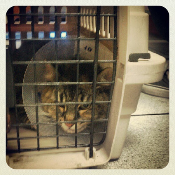 Alta Loma Animal Hospital - Rancho Cucamonga, CA