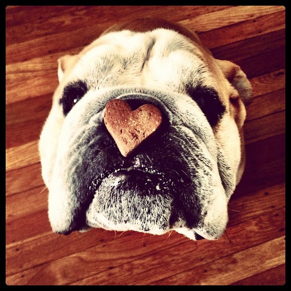 Le Marcel Dog Bakery - Union Street - San Francisco, CA