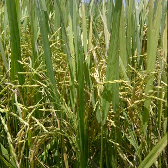 Kilang Beras Seri Merbok Sdn Bhd - 2 tips