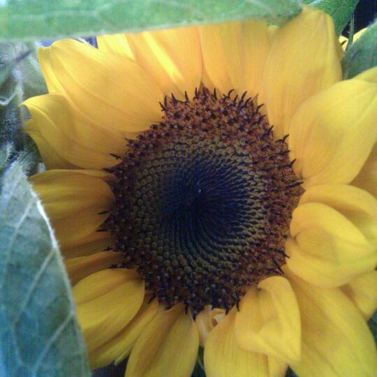 Photos at Le Flowers - Mccully - Moiliili - 6 tips