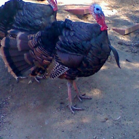 Photos at El Nopalito Mexican Restaurant - Encinitas, CA