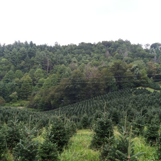 Big Ridge Tree Farm - Boone, NC