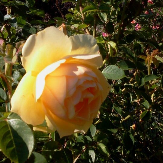 Maplewood Rose Garden - Garden