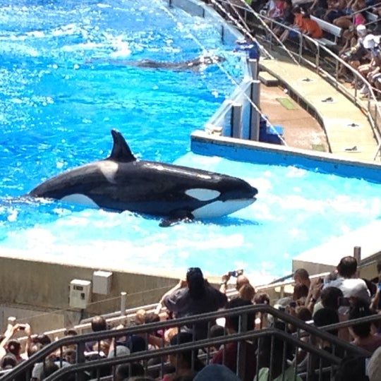 Shamu Stadium - Sea World Theme Park - SeaWorld