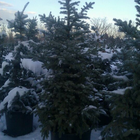 CreekSide Tree Nursery - Garden Center