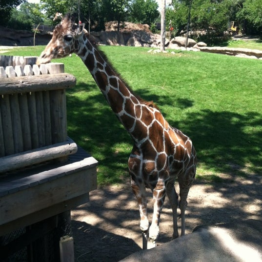 Giraffe Encounter - Zoo Exhibit
