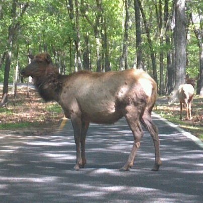 Lone Elk County Park - Eureka, MO