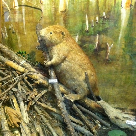 Photos at Neuseway Nature Center - Kinston, NC