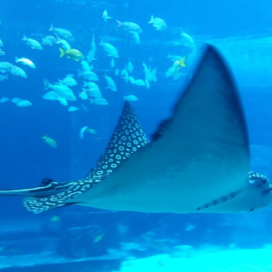 The Dig - Aquarium in Paradise Island