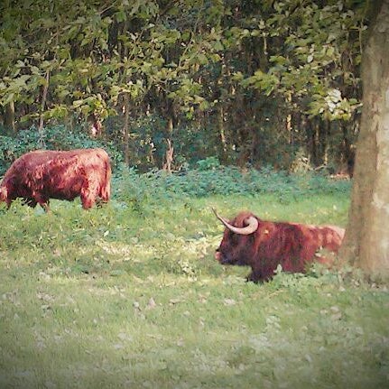 Lage Bergse Bos - Forest in Bergschenhoek
