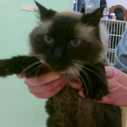 The Cat Connection - 6 tips