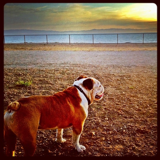 San Leandro Marina Dog Park - San Leandro, CA