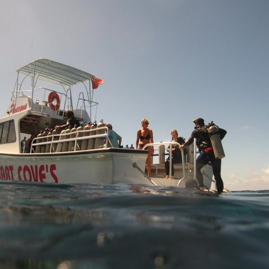 Stuart's Cove Dive Bahamas - Adelaide - 7 tips
