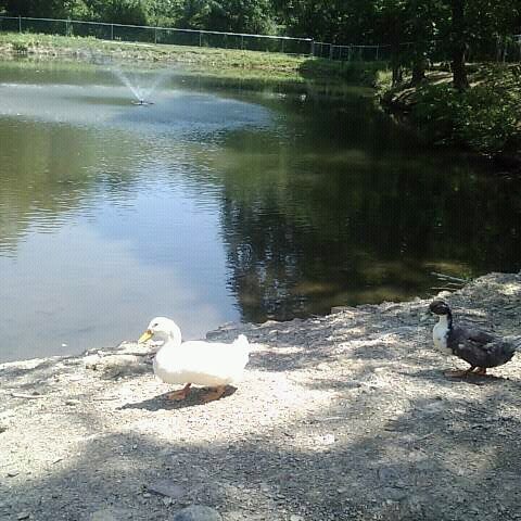 Constitution Park - Park in Cumberland