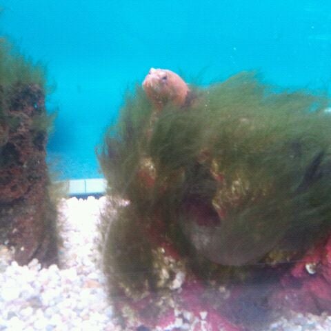 Photos at Todd's Tropical Fish - Pet Supplies Store in Hampden