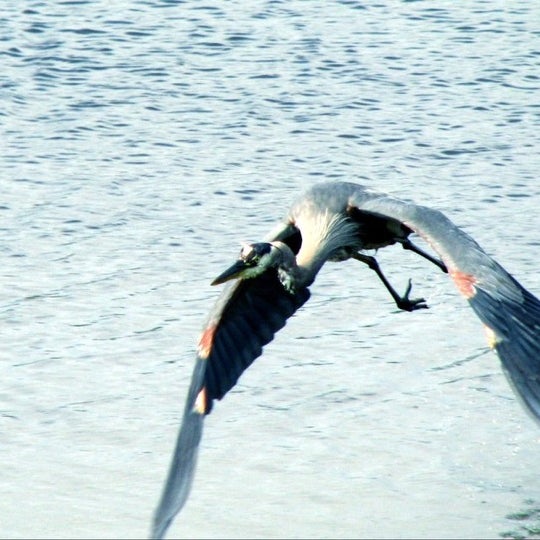 Photos at Serpentine Fen Bird Sanctuary - South Surrey - 1 tip from 92 ...