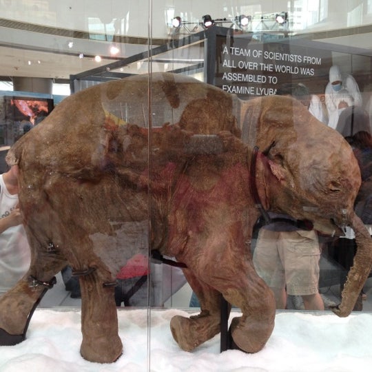I Love Lyuba Baby Mammoth of the Ice Age Exhibition 冰河時期長毛象寶寶展覽 (Now ...