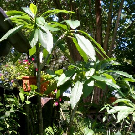 Milroy Park - Greater Heights - Houston, TX