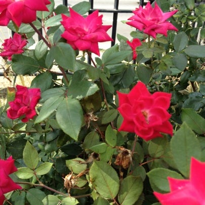 Photos at Bobby Wagner Walk - East River