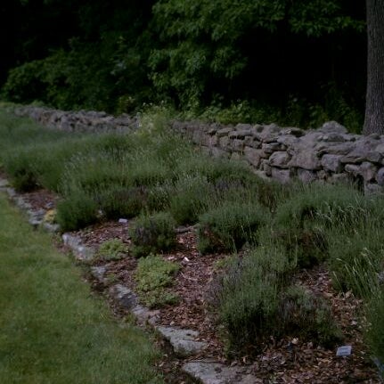 Well Sweep Herb Farm - Garden